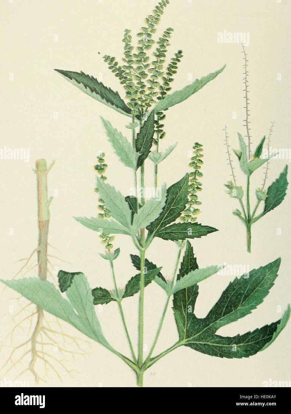 This 1906 publication identifies and describes the common weeds found ...