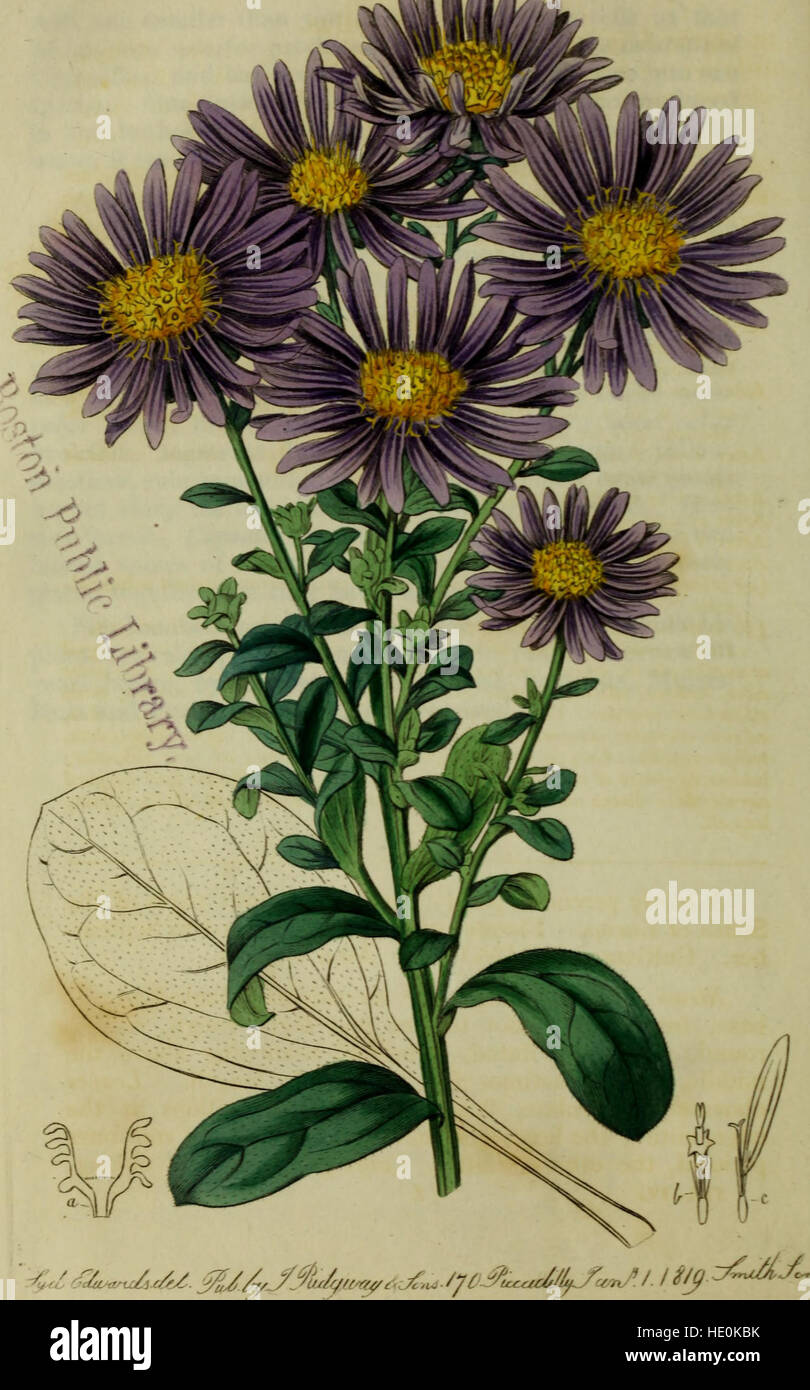 The 1815 'Botanical Register' features detailed, hand-colored ...
