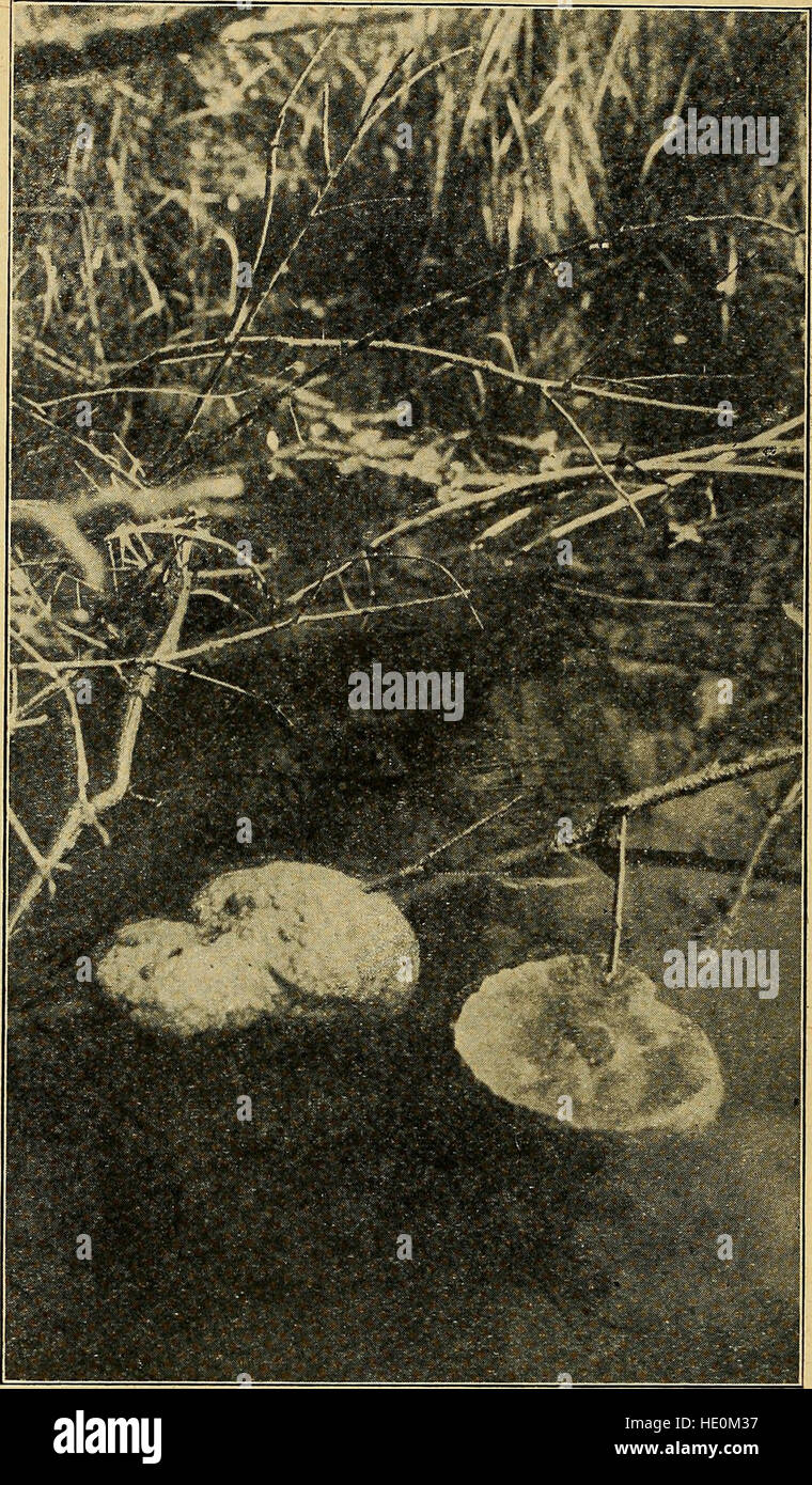 This 1935 issue of *The Canadian Field-Naturalist* focuses on the study ...