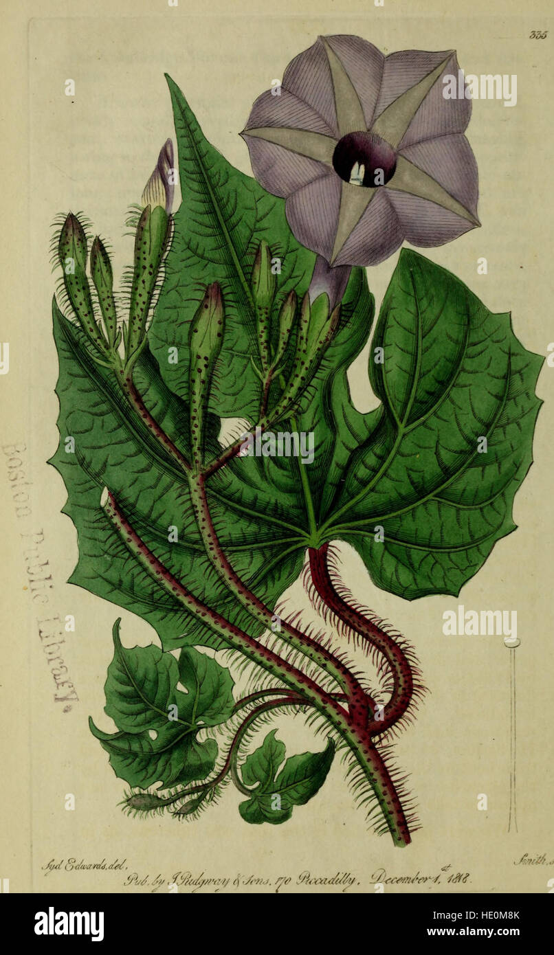 A botanical reference work featuring detailed, hand-colored ...
