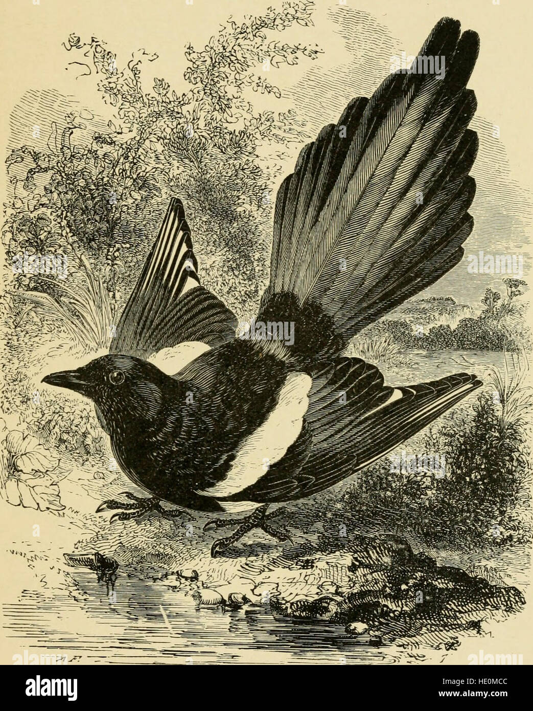 A 1916 study exploring the various bird species mentioned in the works ...