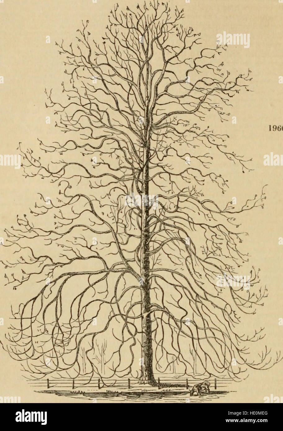 This 19th-century botanical work provides a detailed study of trees and ...