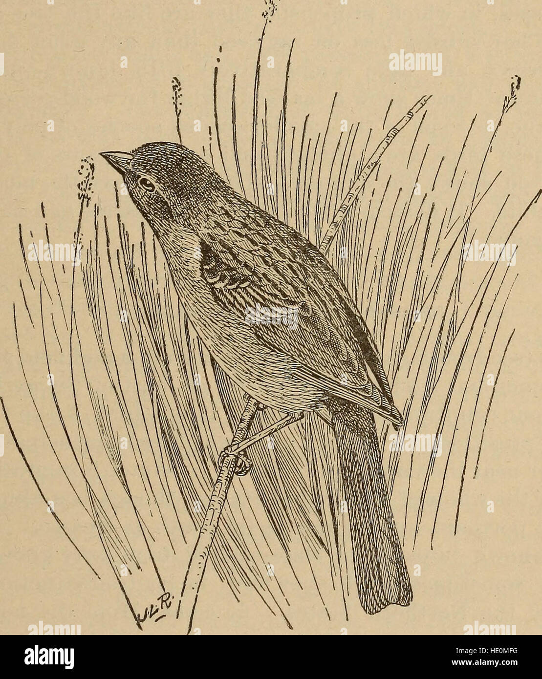 The 1900 Biological Survey Bulletin provides detailed information on ...
