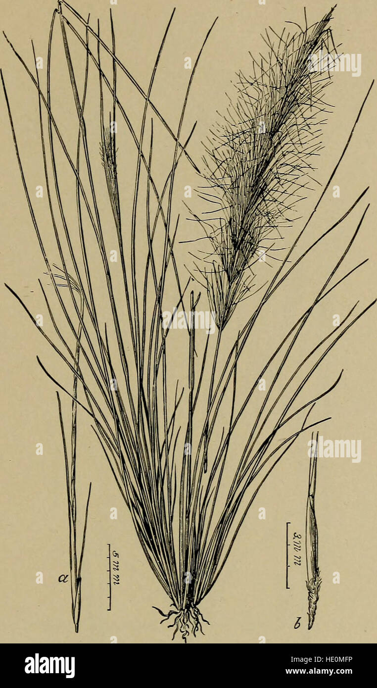 'American Grasses' (1897) is a comprehensive guide to the ...