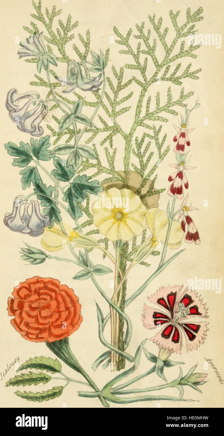 *Floral Emblems* (1825) is a botanical work that explores the symbolic ...