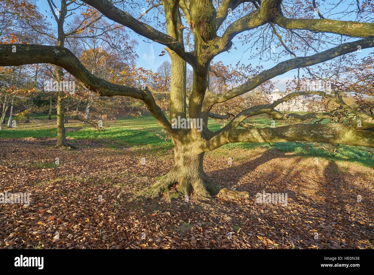 Trunk tree hi-res stock photography and images - Alamy