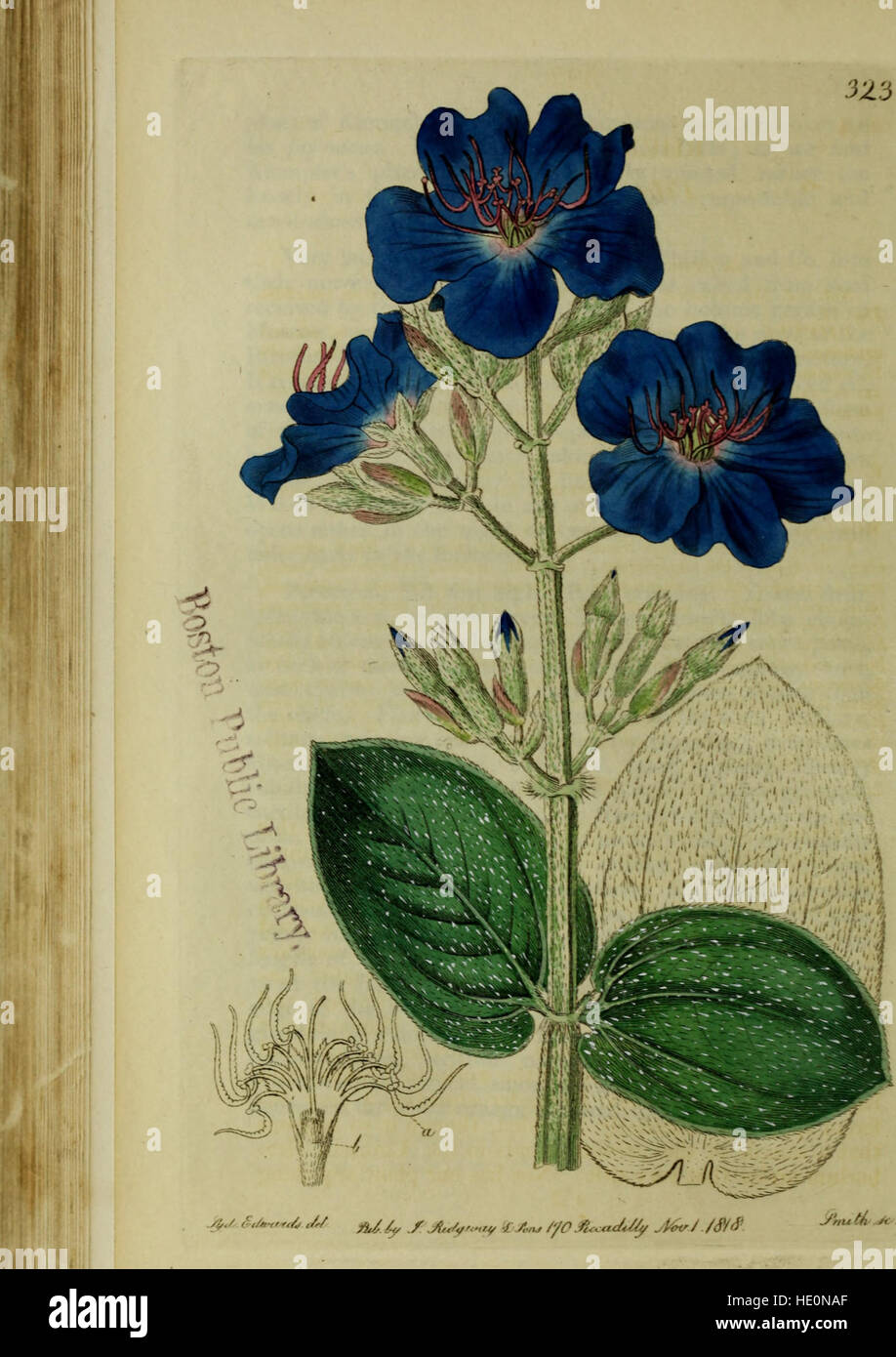 *The Botanical Register* (1815) is an illustrated botanical work ...