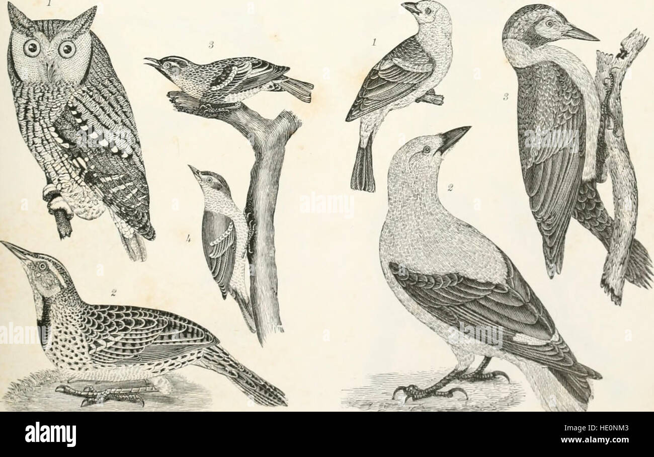 American ornithology, or, The natural history of the birds of the ...