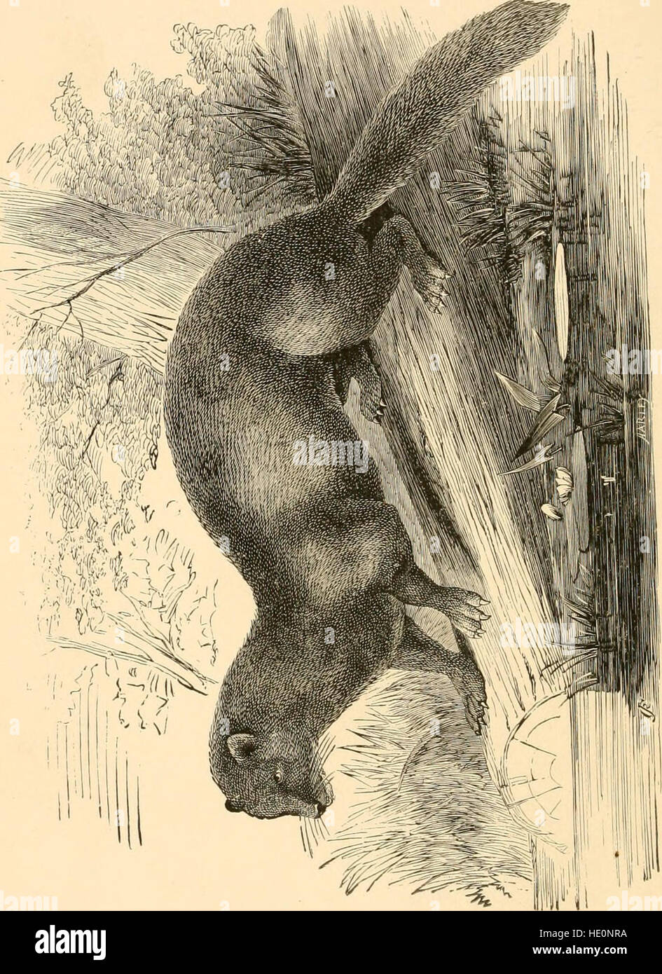 This manual provides instructions on trapping fur-bearing animals ...