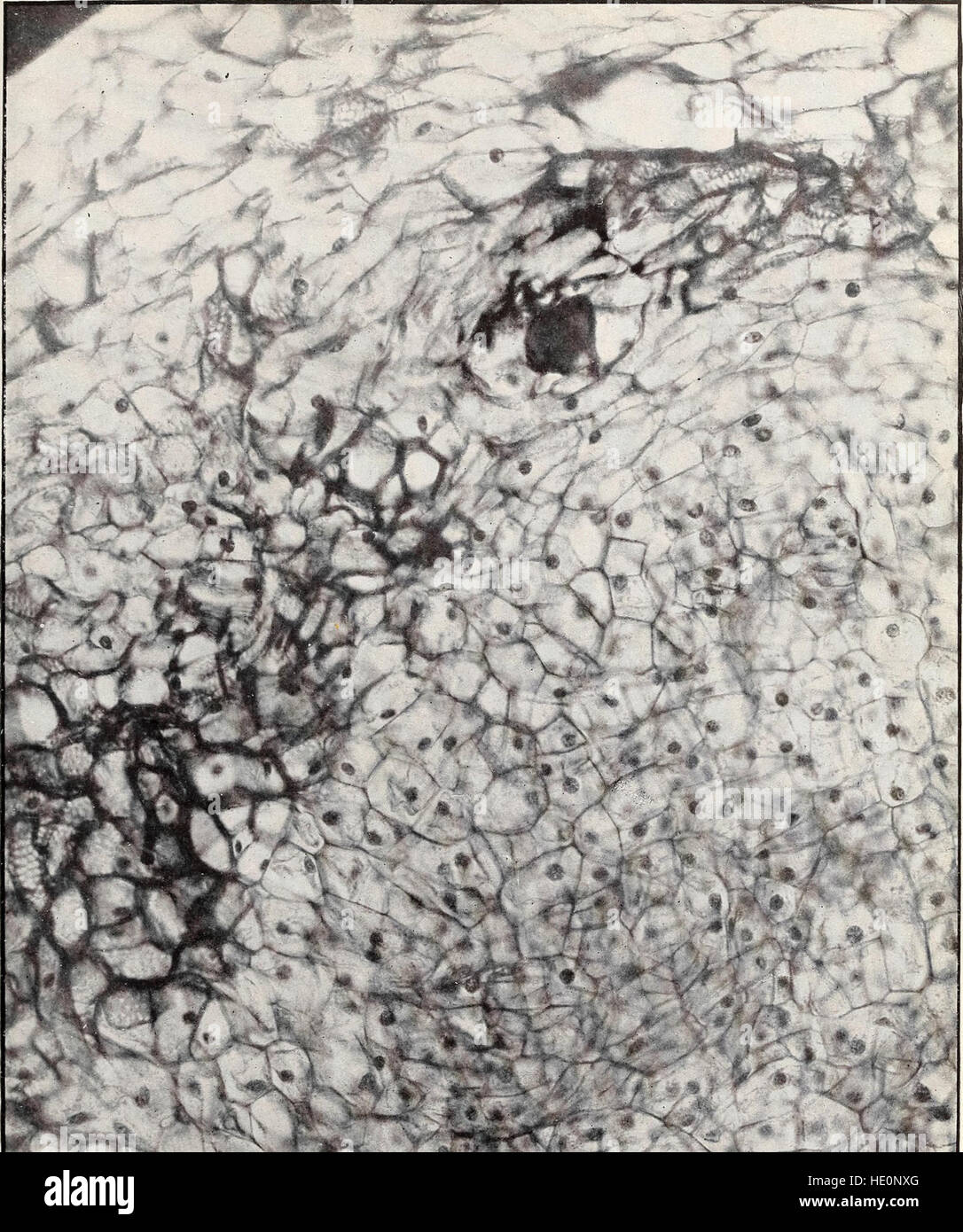 This 1912 study explores crown gall, a plant disease caused by bacteria ...