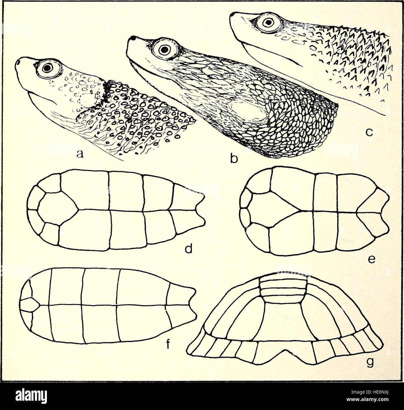 *The Victorian Naturalist* (1975) is a scientific journal focusing on ...