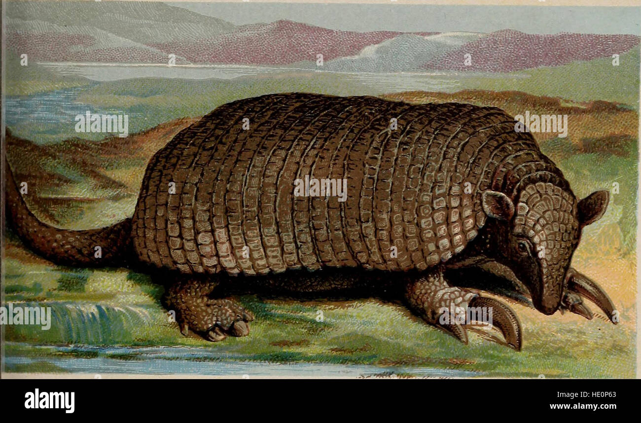 A 1907 collection of 500 animal stories, richly illustrated with ...