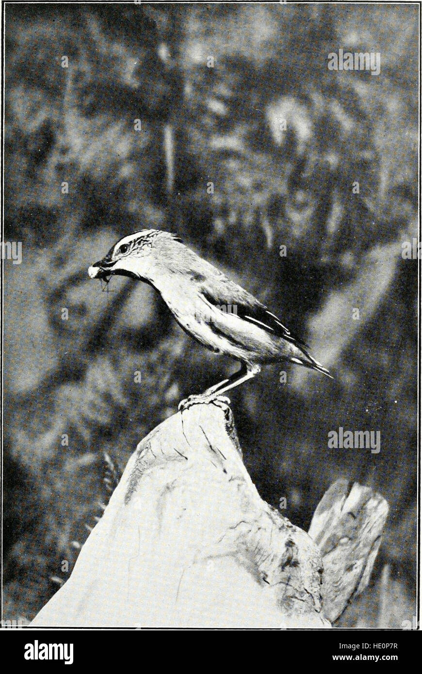 Birds of our bush; or, Photography for nature-lovers (1900 Stock Photo ...