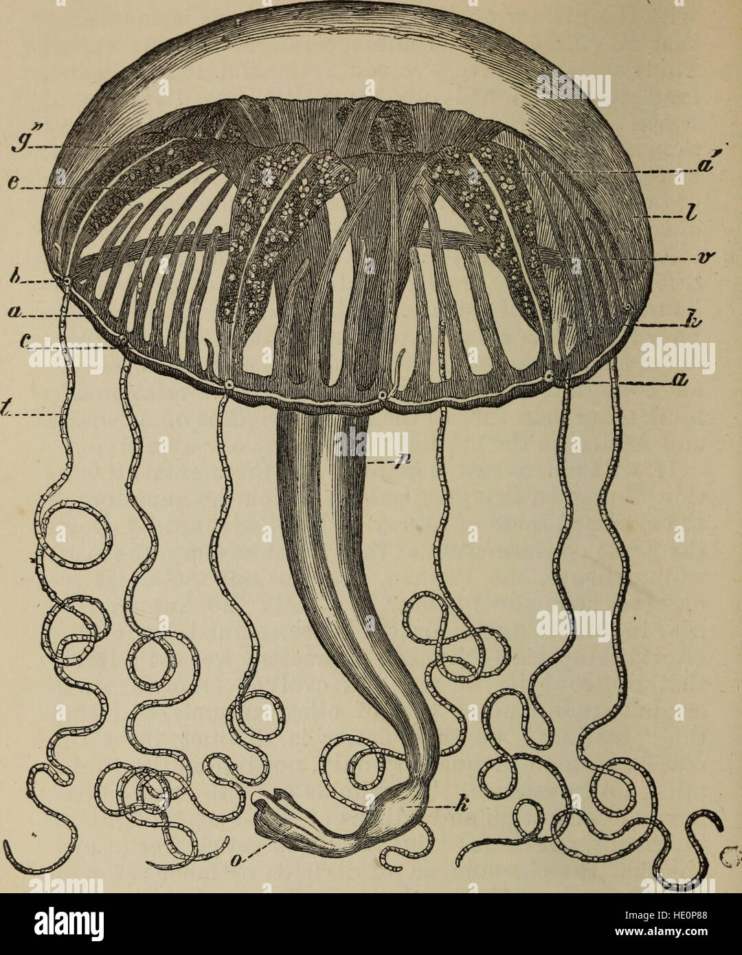 'The Pedigree of Man and Other Essays' (1903) explores human evolution ...