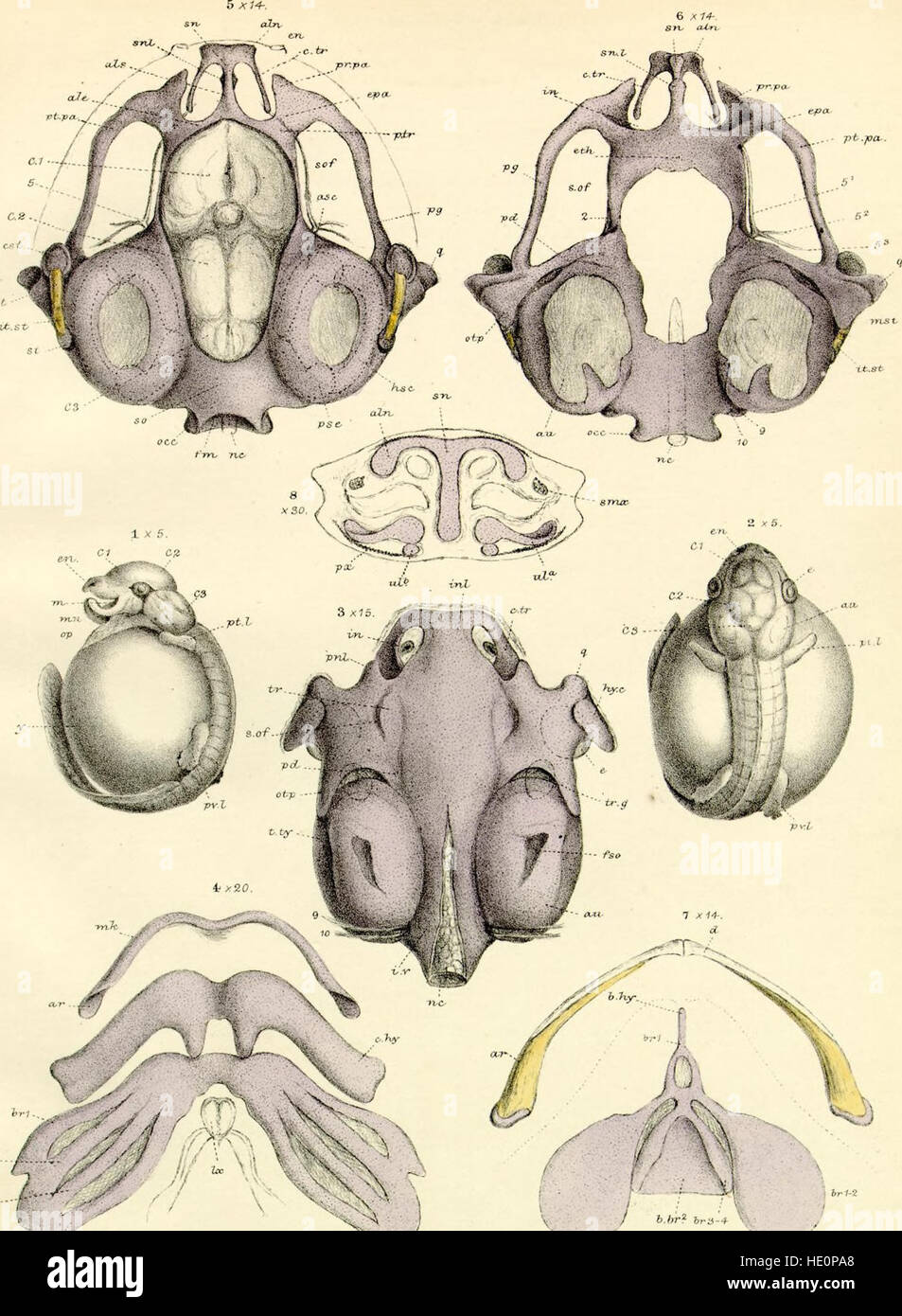 This 1876 scientific work delves into the anatomy of amphibians ...