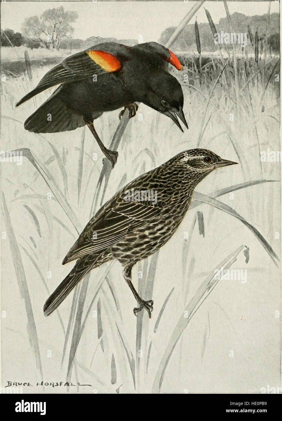 *Bird-Lore* (1907) is a periodical focused on ornithology, offering ...