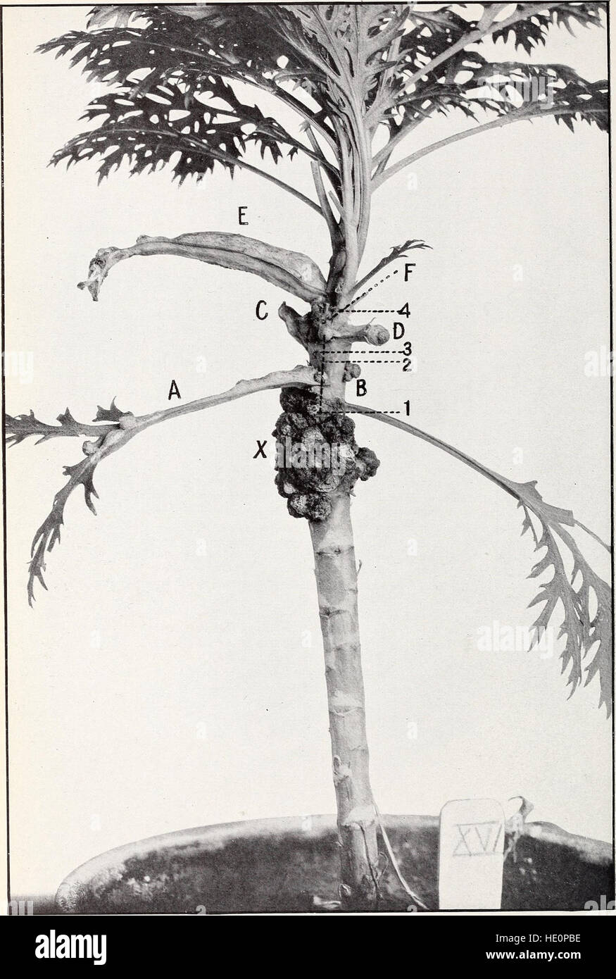 The structure and development of crown gall - a plant cancer (1912 ...