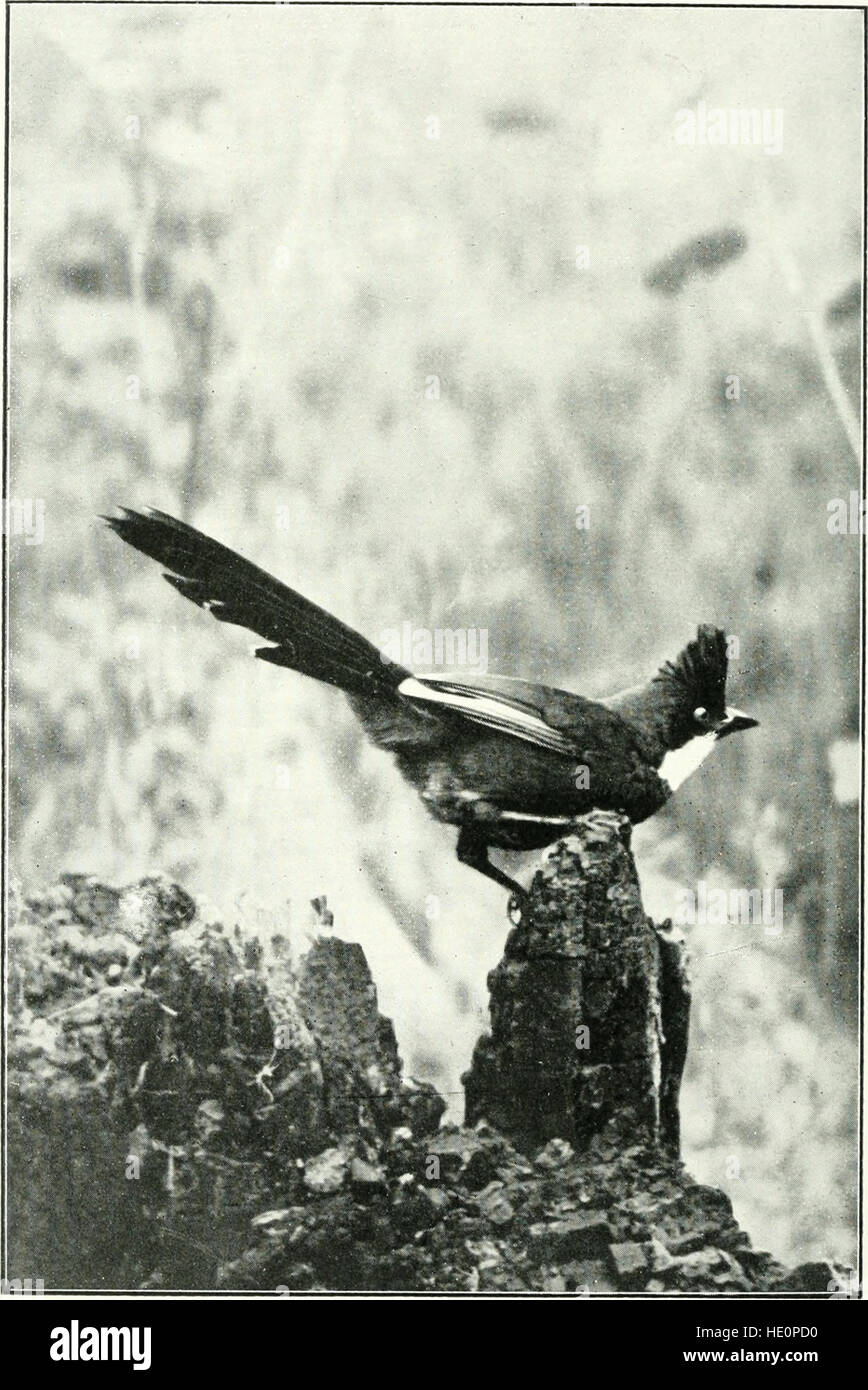 'Birds of Our Bush' (1900) is a photographic guide to the birds of the ...