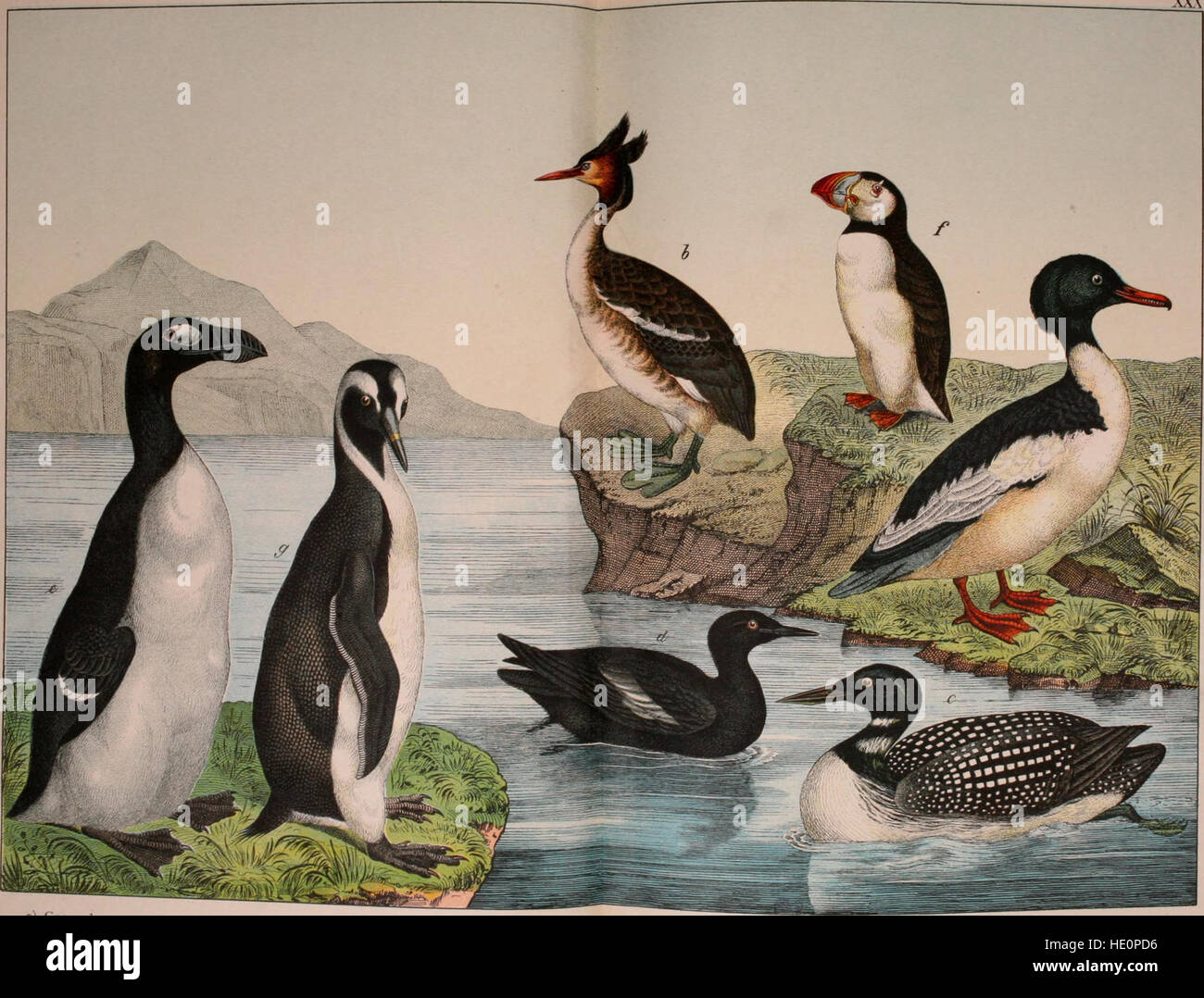 *Natural History of the Animal Kingdom for the Use of Young People* is ...