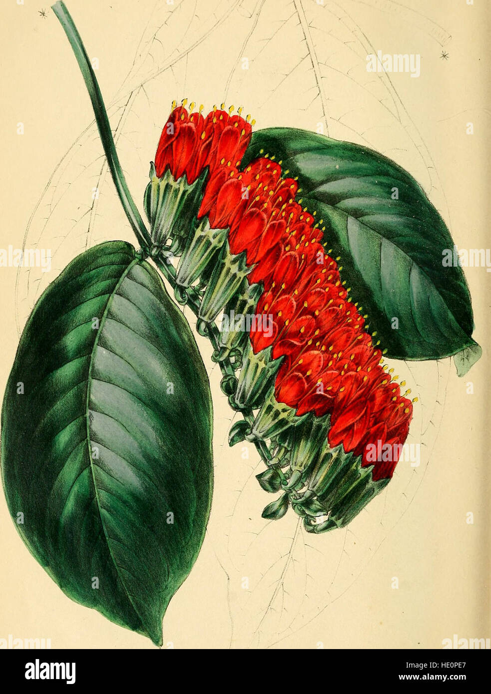 Paxton's Magazine of Botany and Register of Flowering Plants (1842) is ...