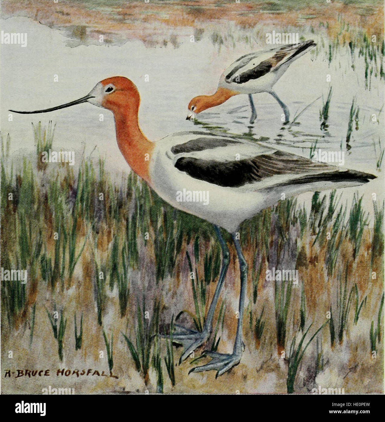 'Bird-lore' (1916) focuses on the study and preservation of birds ...