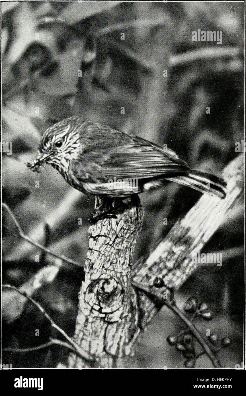 Birds of our bush; or, Photography for nature-lovers (1900 Stock Photo ...