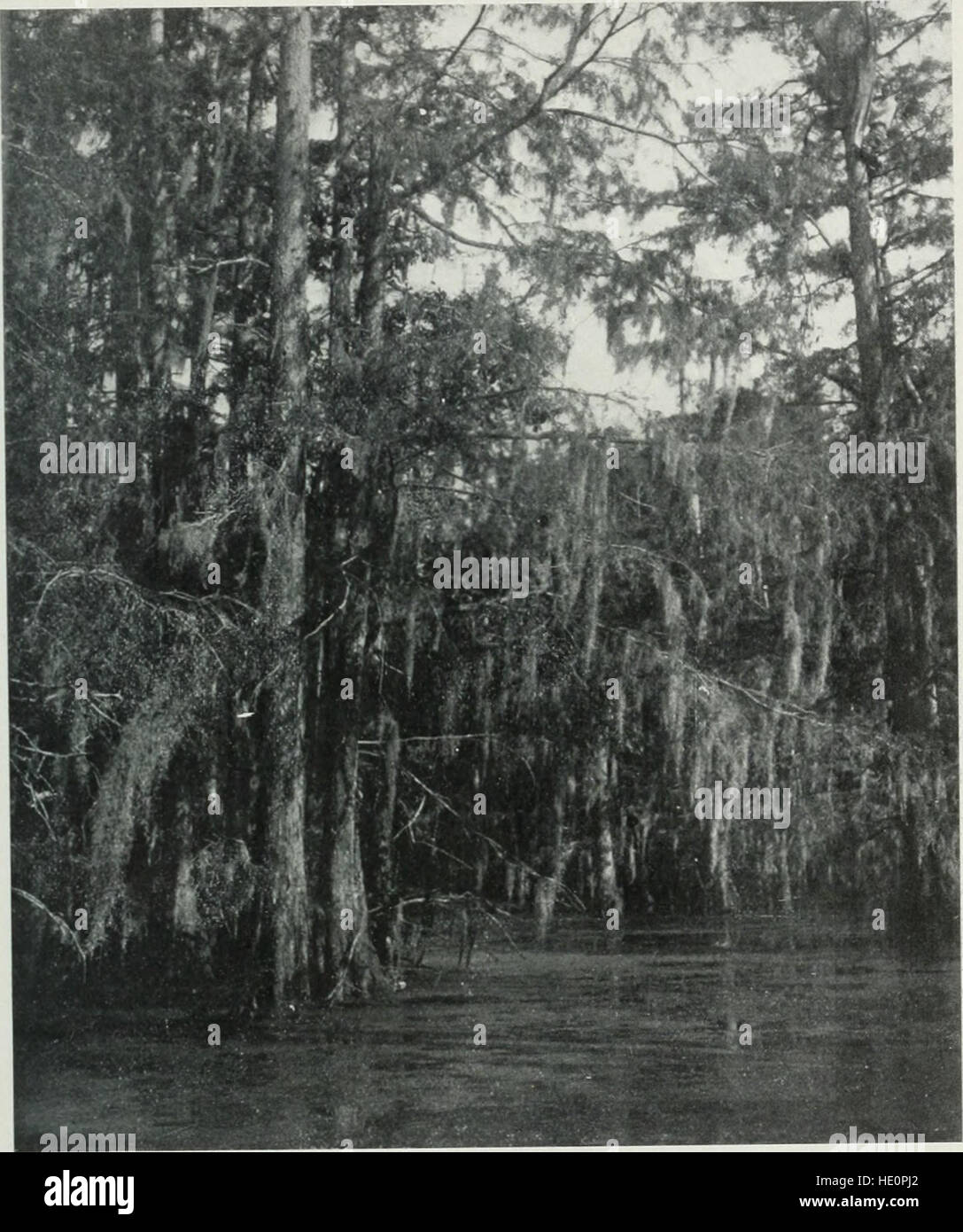 A natural history work from 1919 that covers a wide range of topics ...