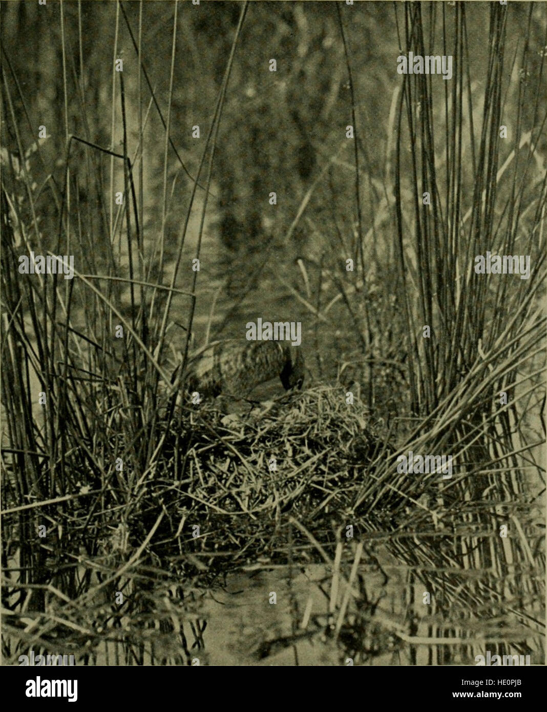'Bird Lore' (1914) covers birdwatching and ornithology, detailing ...