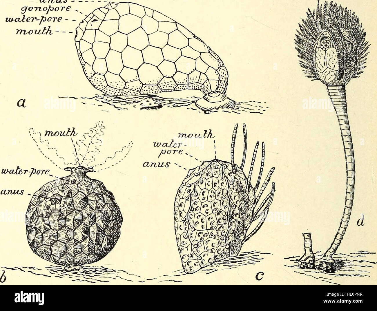 *A Guide to the Fossil Invertebrate Animals* (1907) is a reference book ...