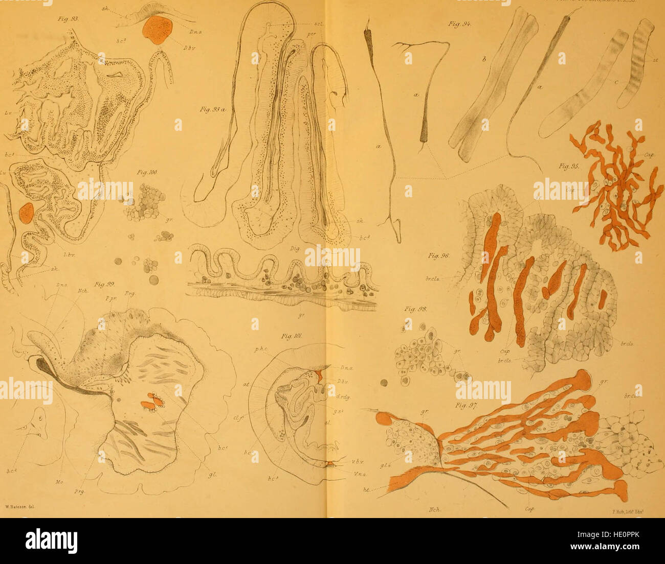 The 'Quarterly Journal of Microscopical Science' was a scientific ...