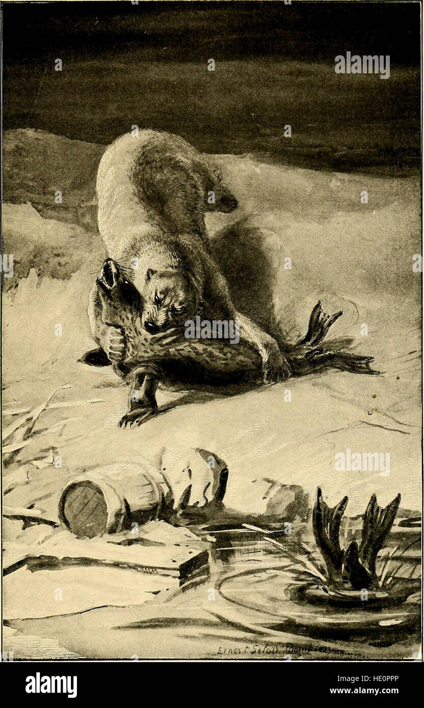 *Four-Footed Americans and Their Kin* (1898) is a natural history work ...