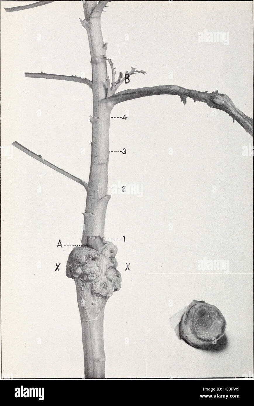 A 1912 study on crown gall disease in plants, discussing its structure ...