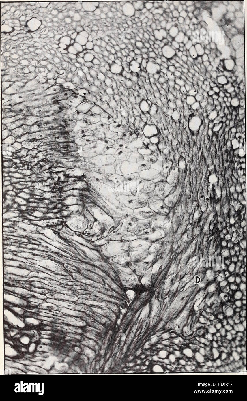 This scientific study explores crown gall, a plant disease caused by ...