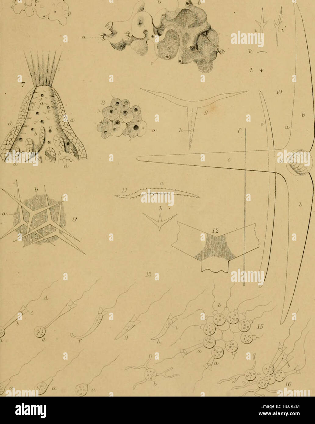 'The Annals and Magazine of Natural History' (1871) is a scientific ...