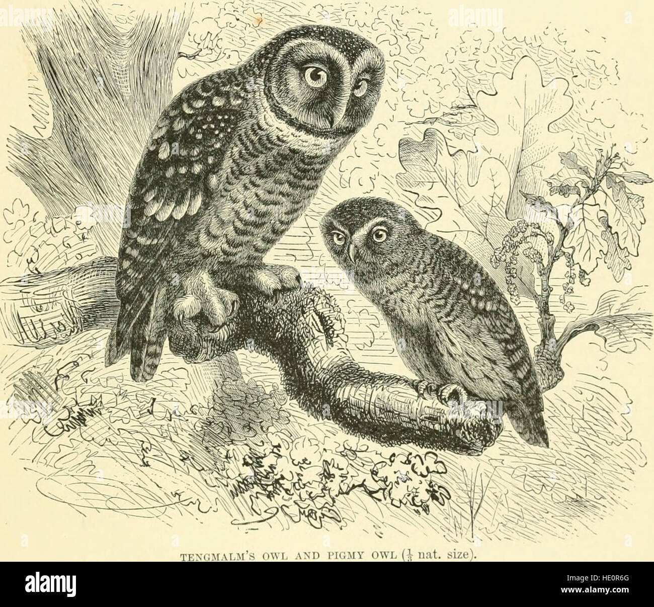 'The Royal Natural History' (1893) is an extensive work that explores ...