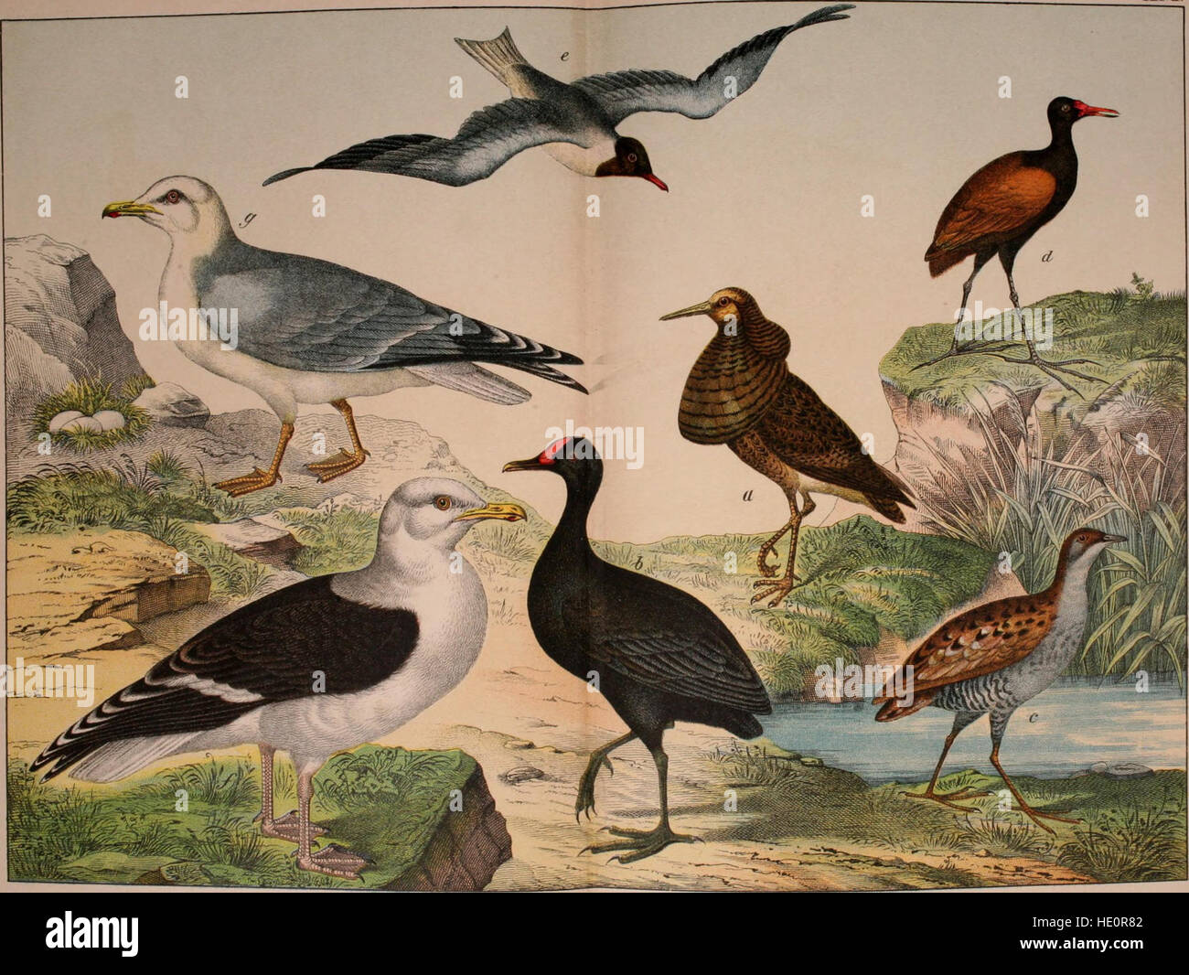 This educational work, divided into three parts, explores the natural ...