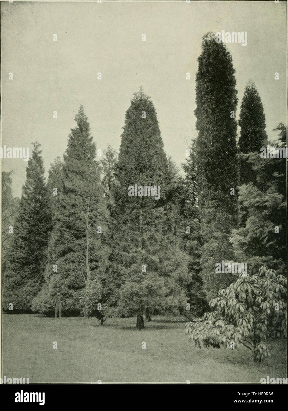 Veitch's manual of the coniferae offers a comprehensive review of ...