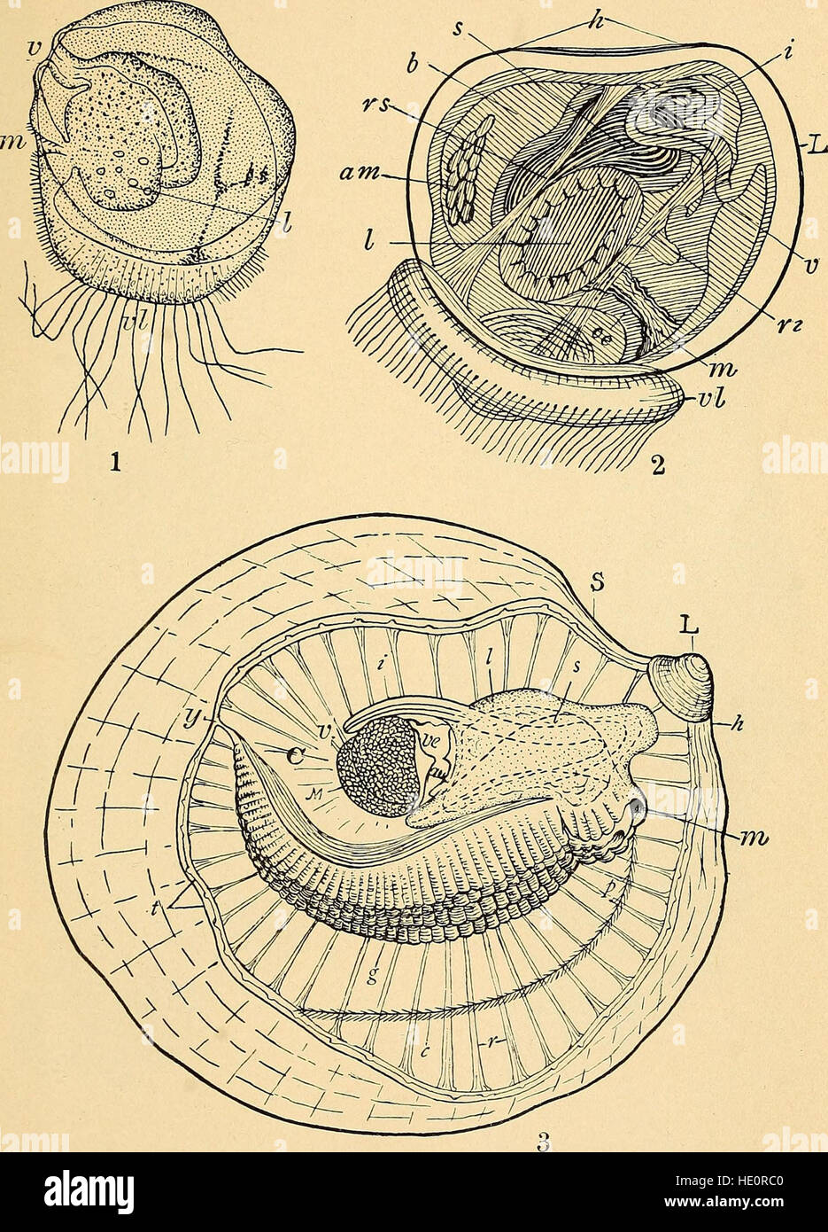 Manual provides guidance on hi-res stock photography and images - Alamy