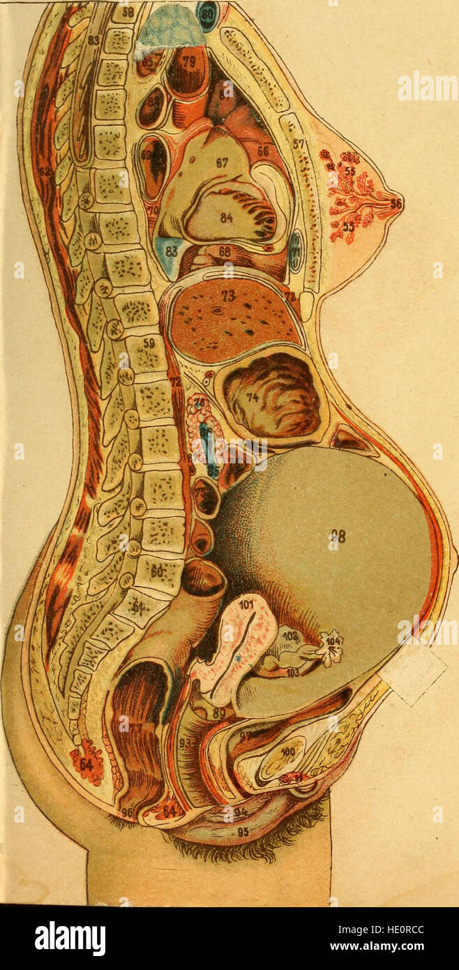 Female stages of life hi-res stock photography and images - Alamy