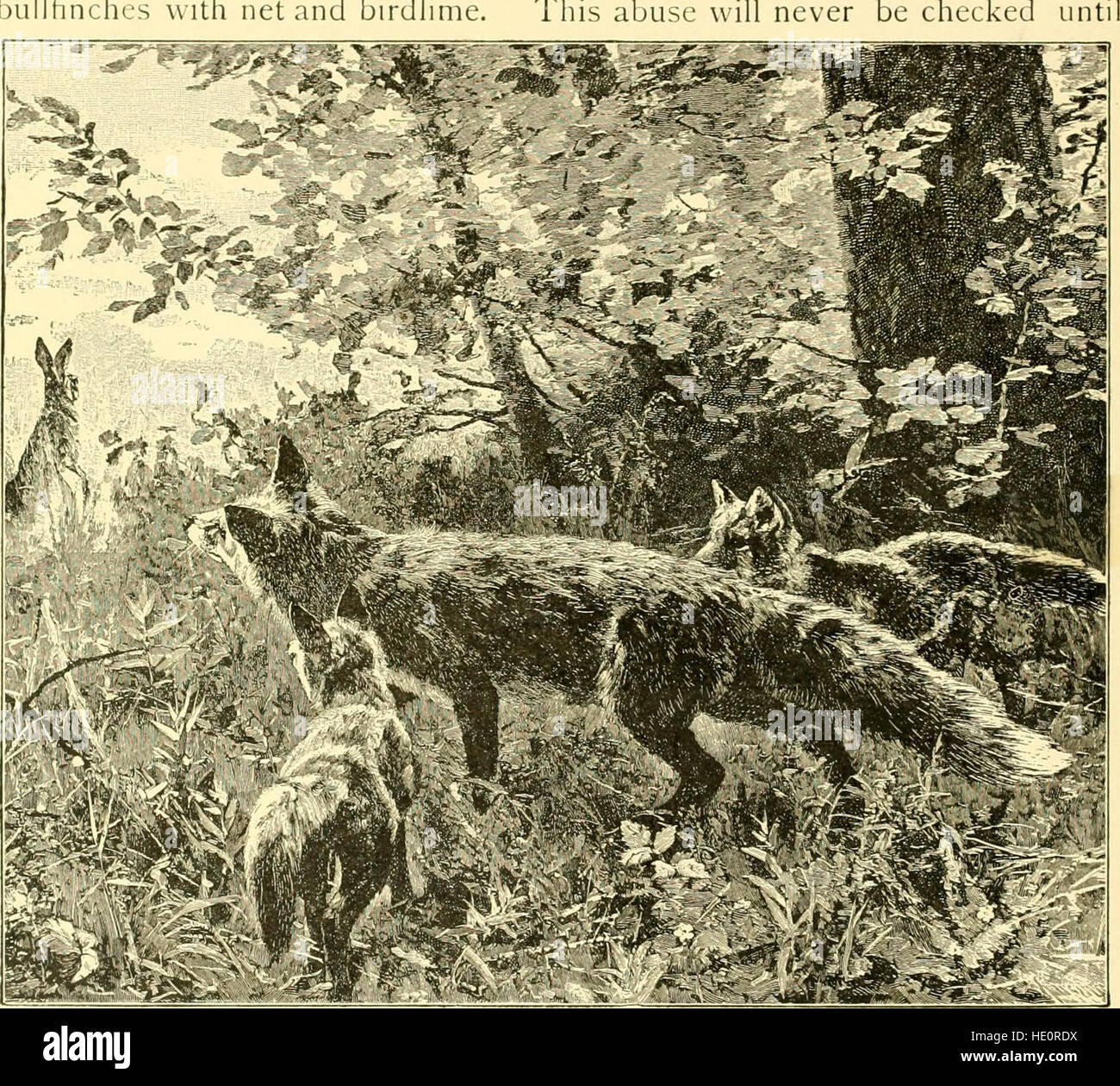 Hunting trapping stories book boys hi-res stock photography and images ...