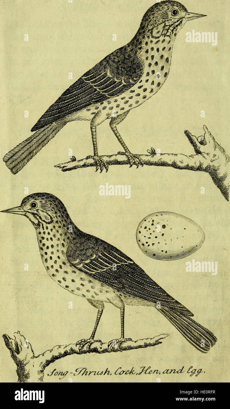 *A Natural History of English Song-Birds* explores the species of ...