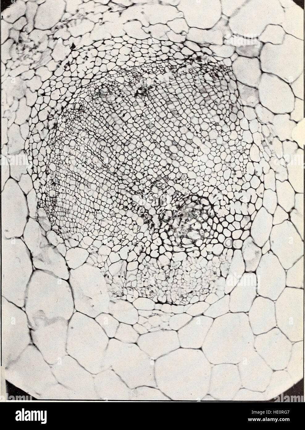 This 1912 study examines crown gall, a plant disease caused by ...