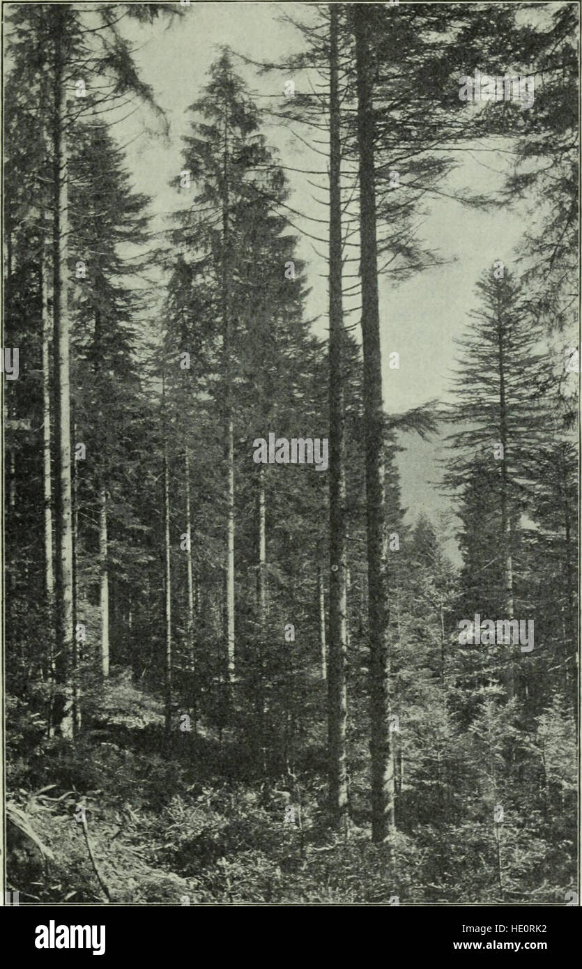 This book, titled 'The German Forest', explores the diverse forests of ...