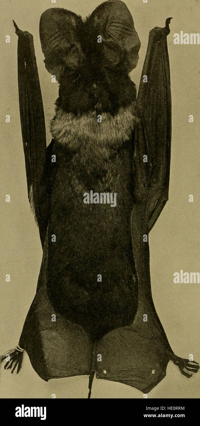 Journal of the Bombay Natural History Society (1913 Stock Photo - Alamy