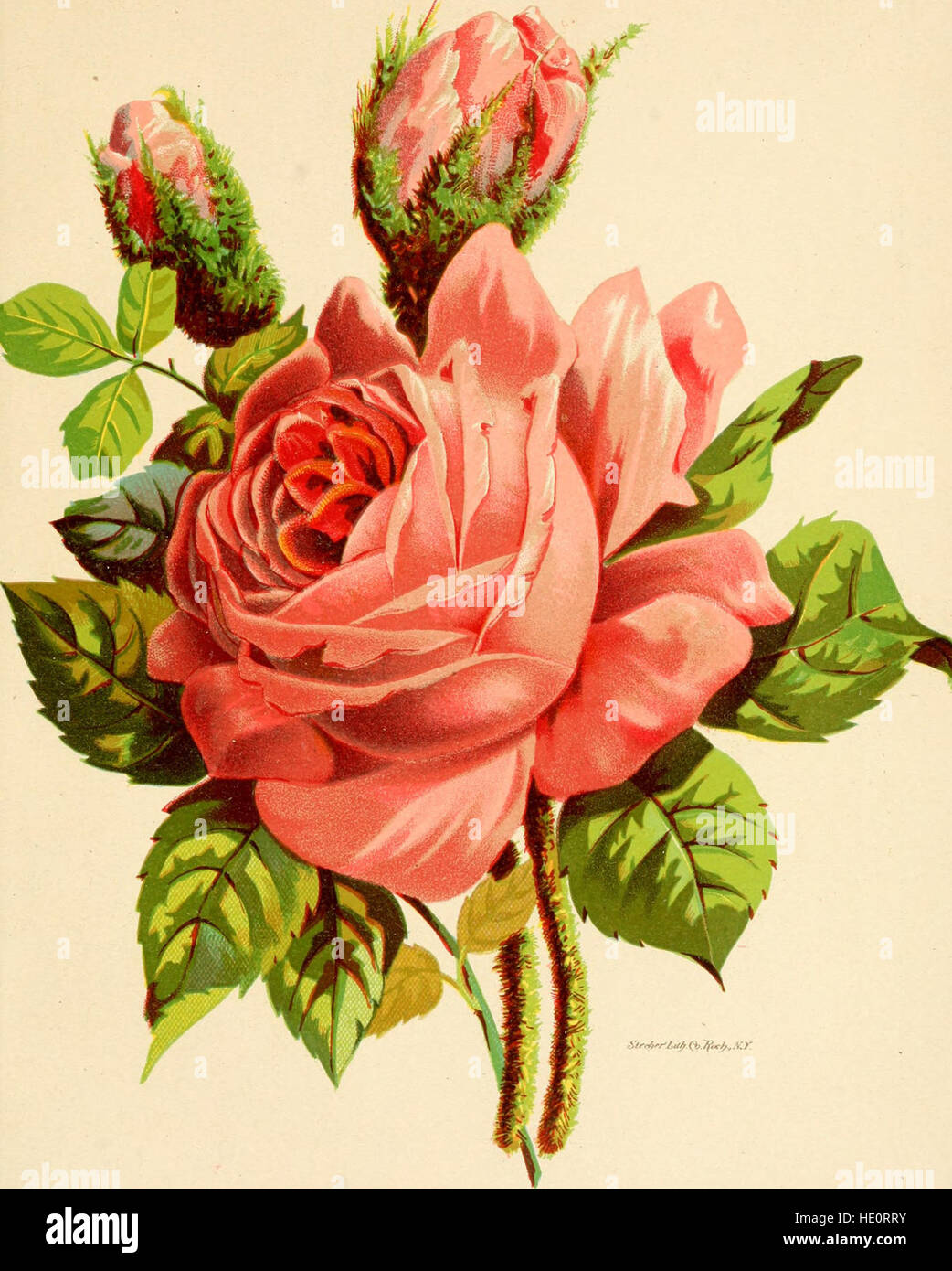 Roses and rose culture (1892 Stock Photo - Alamy