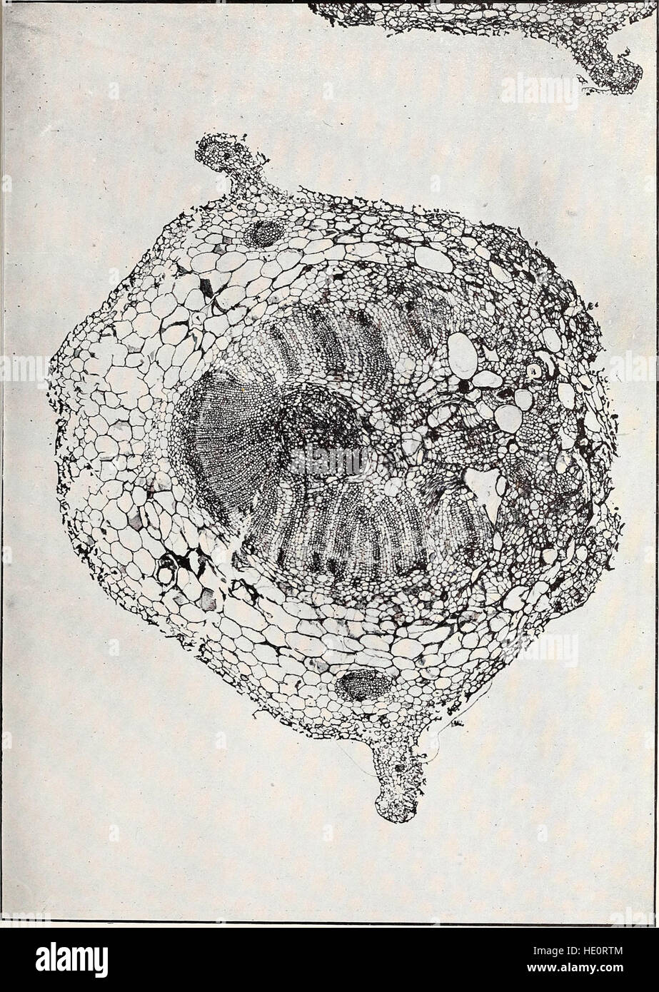 The structure and development of crown gall - a plant cancer (1912 ...