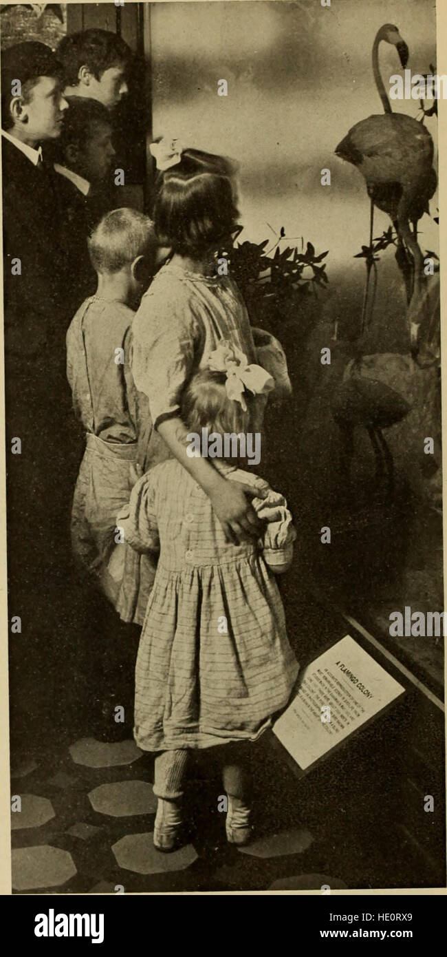 The *Miscellaneous Publications of the American Museum of Natural ...