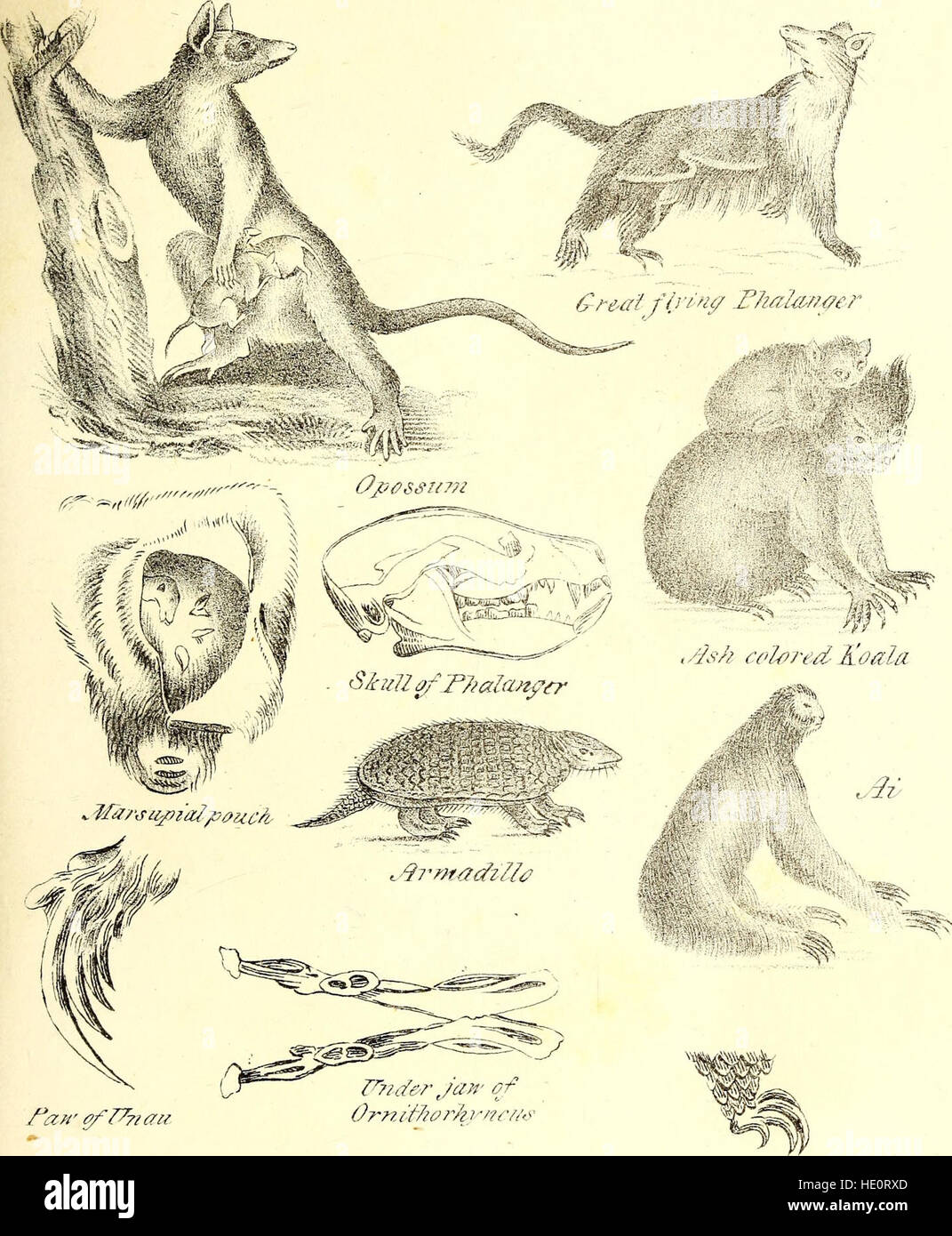 This 1839 work provides an overview of natural history, covering ...