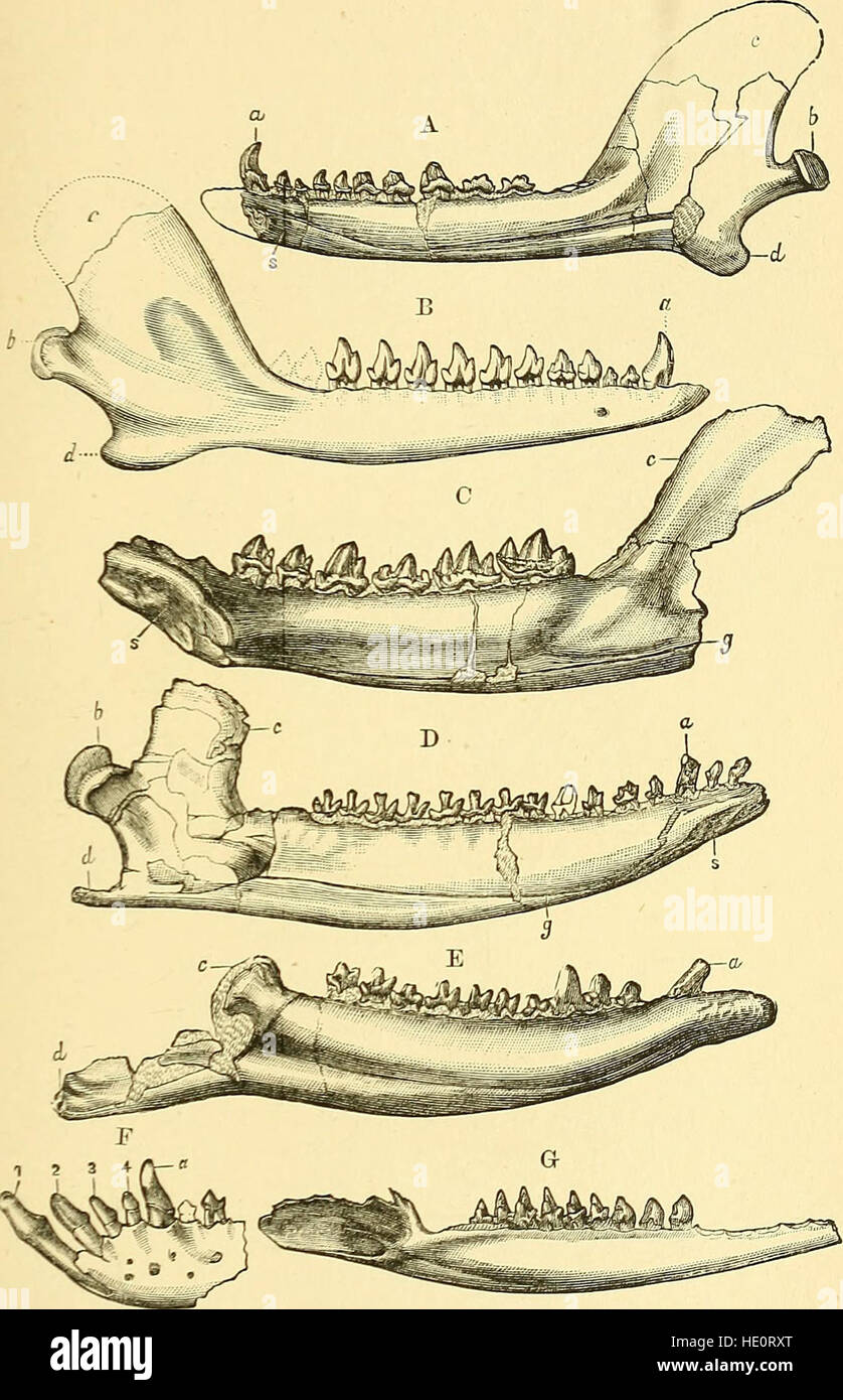 'A Guide to the Fossil Mammals and Birds in the Department of Geology ...