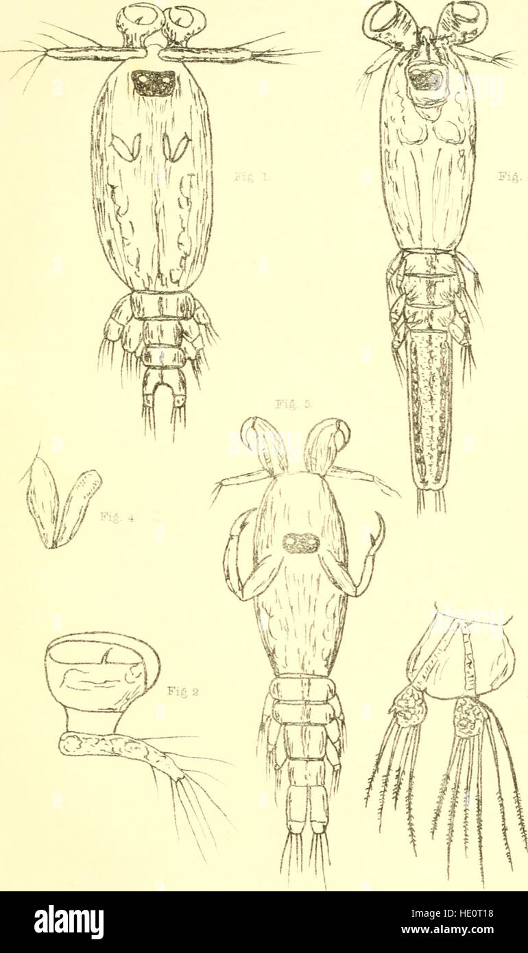 This 1889 report documents the species of marine life found in ...